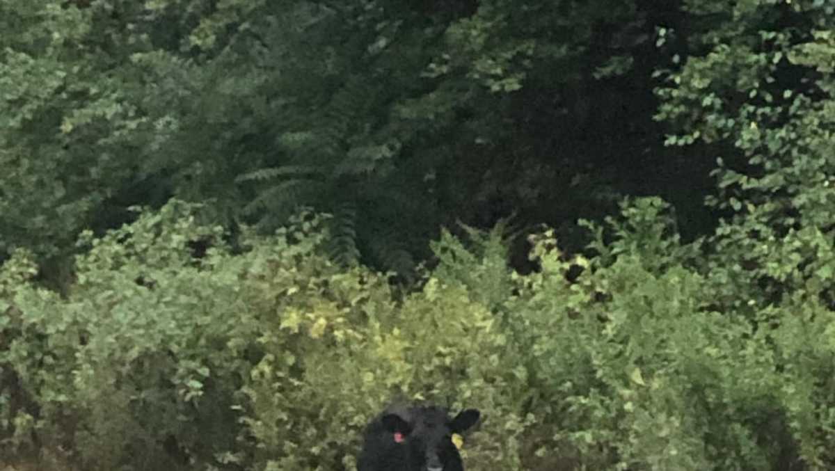 Lost cow wandering Massachusetts town for month, police say