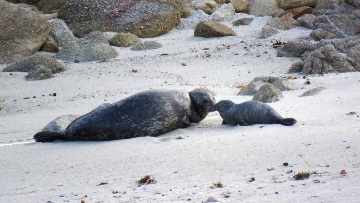 Harbor seal birth in Pacific Grove