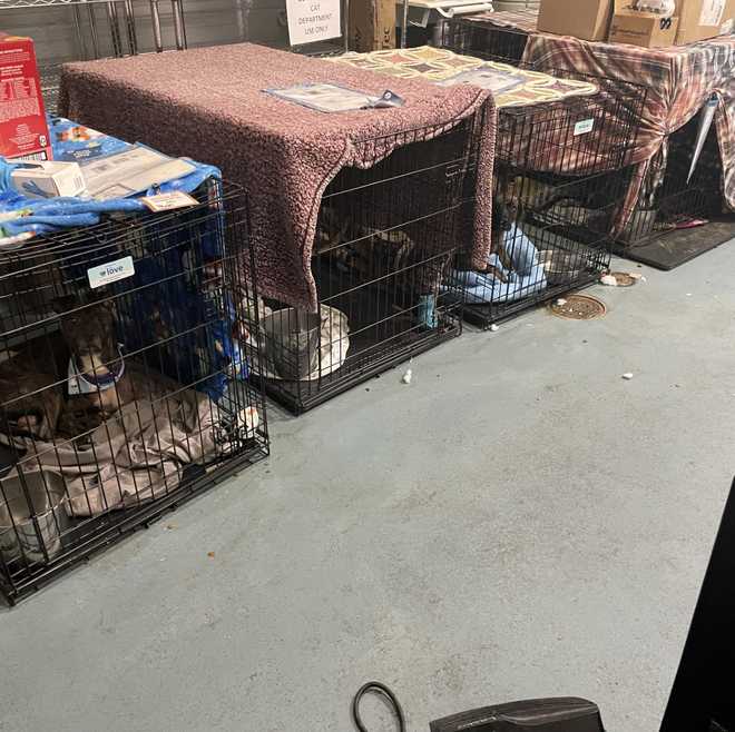 MSPCA to take in 14 dogs from overcrowded NYC shelter