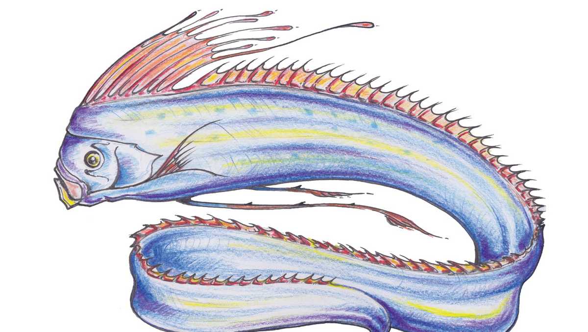 Central Coast Spotlight: Mysterious Sea Creatures of the Monterey Bay