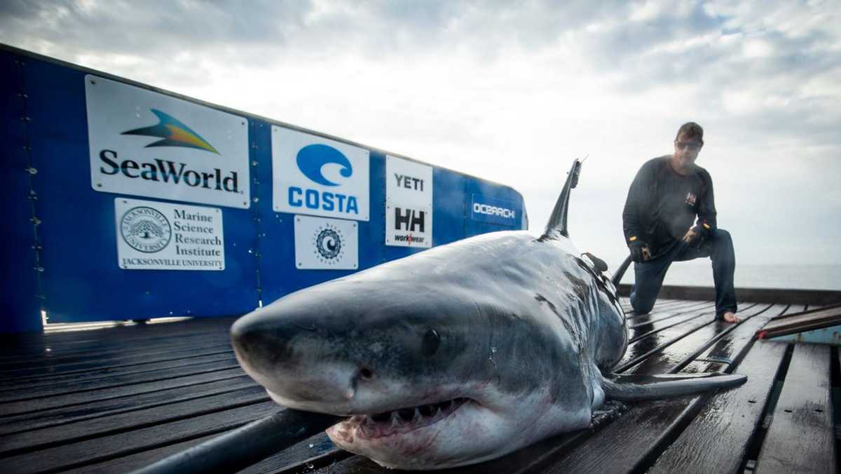 Meet Miss May: 10-foot white shark pings off Savannah, South Carolina coast