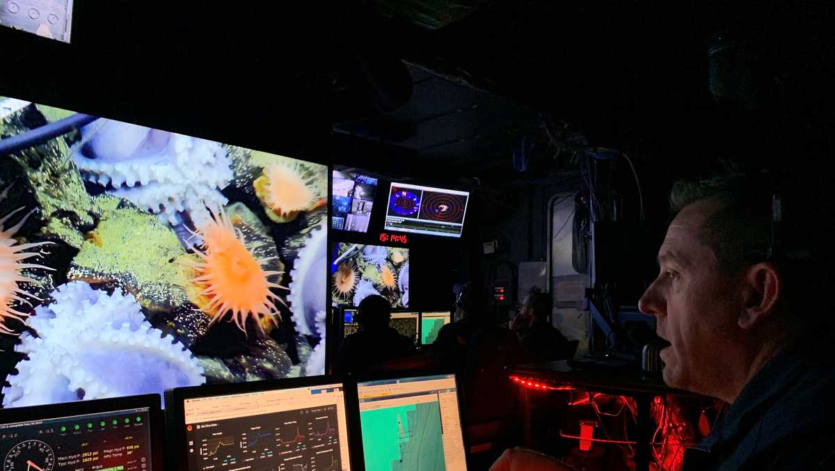 Area researchers discover second breeding ground for female octopuses