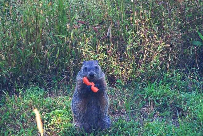 Will Birmingham Bill see his shadow or not?