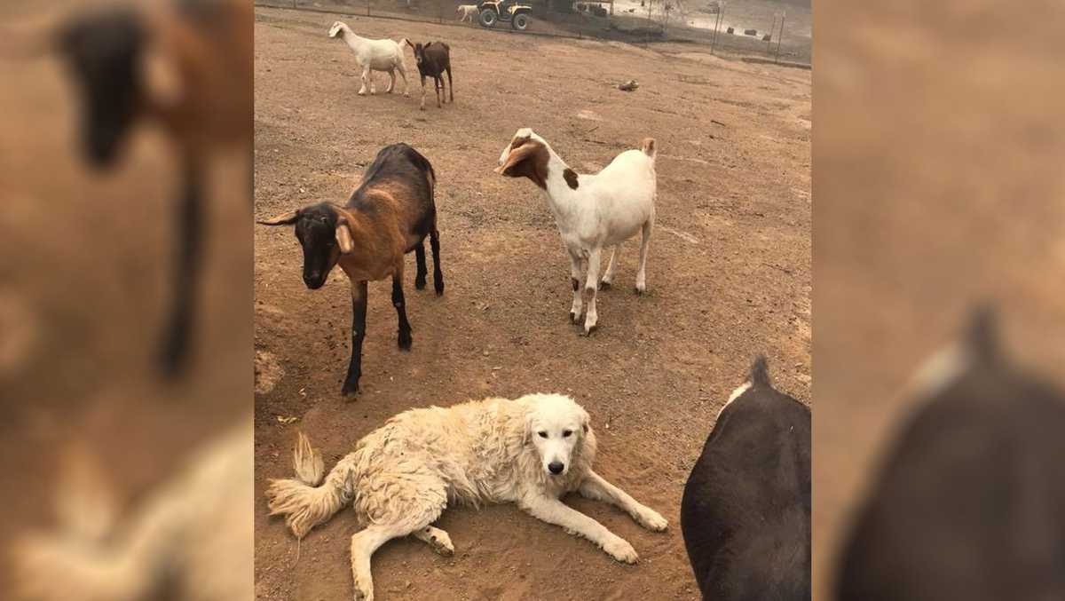 Hero dog saves goats, deer from raging Tubbs Fire in Santa Rosa