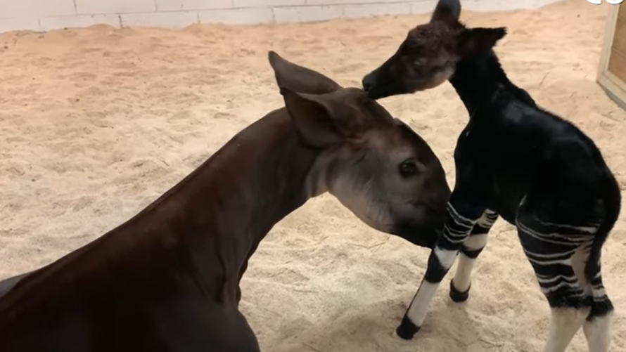 Ohio zoo celebrates birth of endangered okapi calf