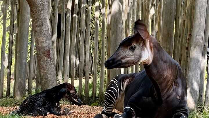 Sacramento Zoo celebrates its first okapi birth