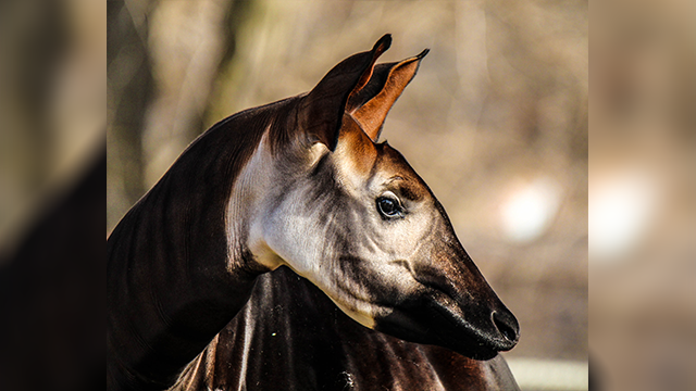 Oklahoma City Zoo's okapi is pregnant, due this fall