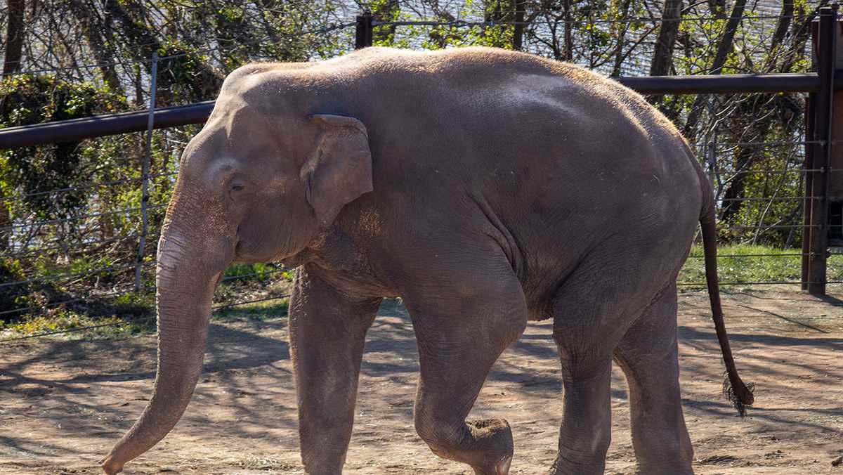 OKC Zoo's endangered Asian elephant Asha is pregnant