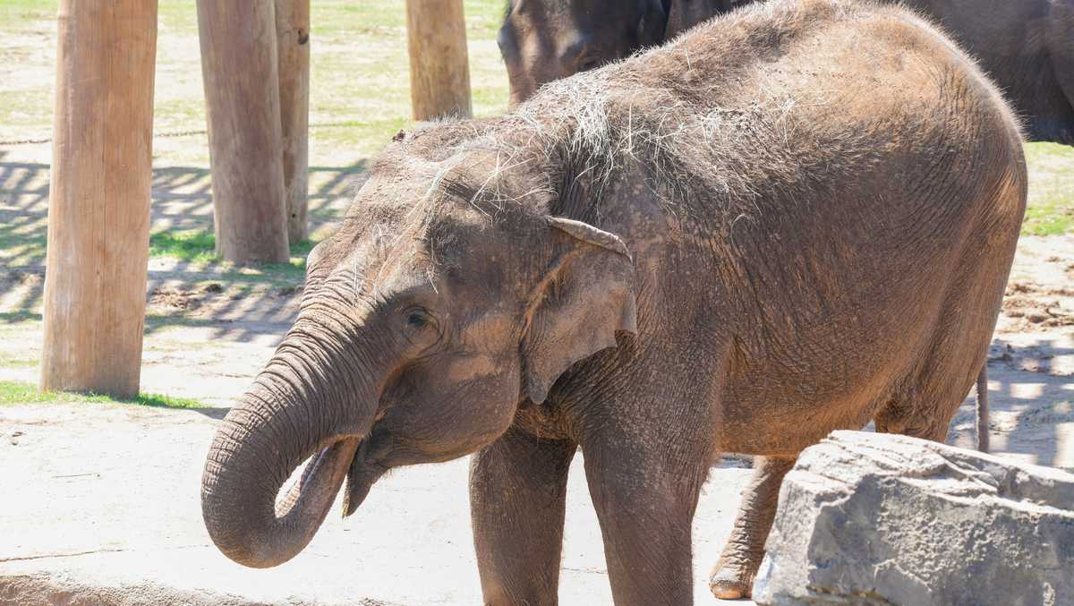 Oklahoma City Zoo euthanizes Asian elephant Bamboo