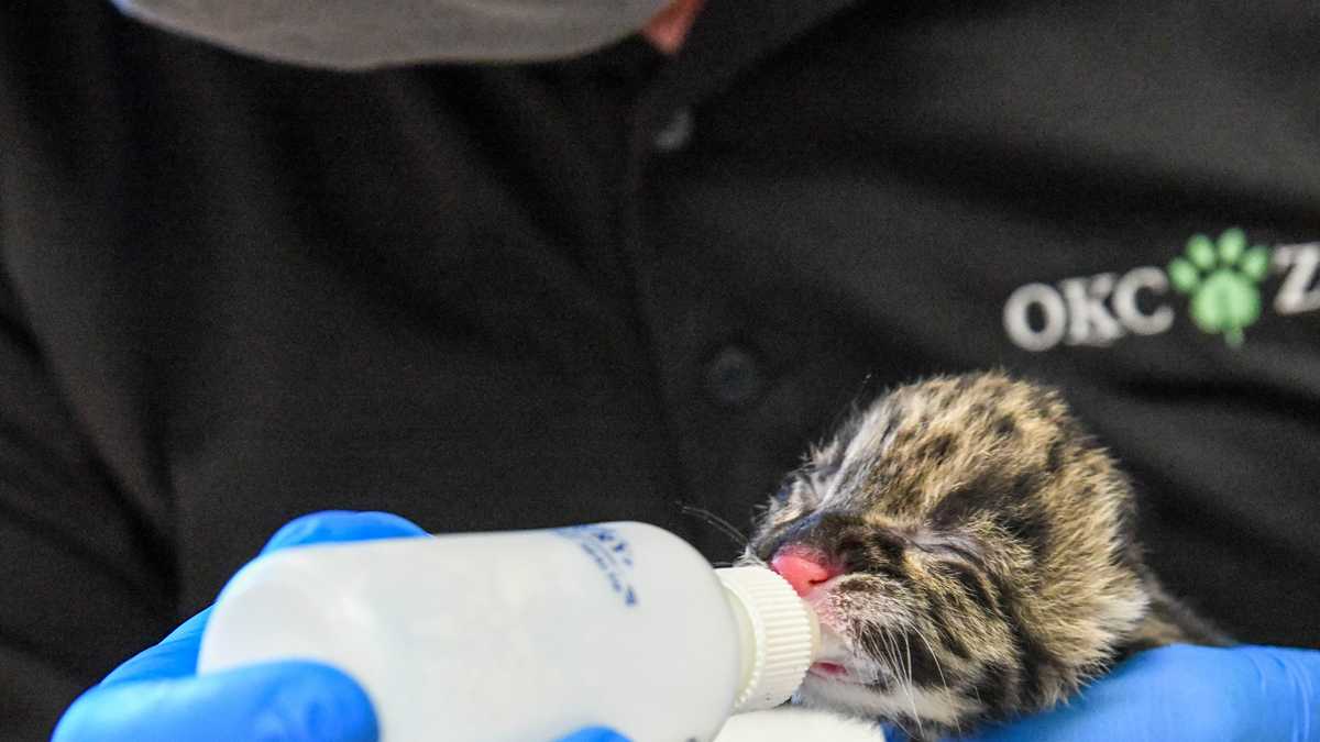 Oklahoma City Zoo announces birth of rare clouded leopard kitten