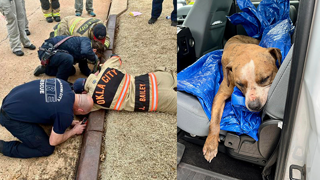 Oklahoma City firefighters rescue dog from storm drain