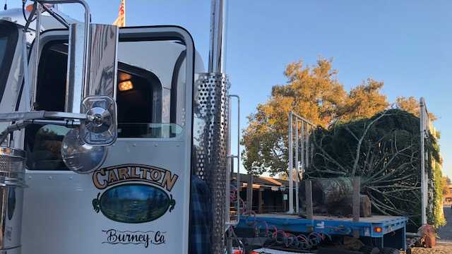 60-foot-tall Old Sacramento Christmas tree arrives for season