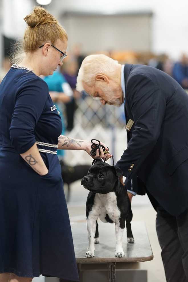 How many Vermont dogs competed in the National Dog Show?