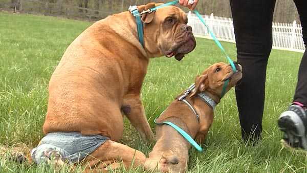 Trooper the pup now living the good life alongside dogs just like him