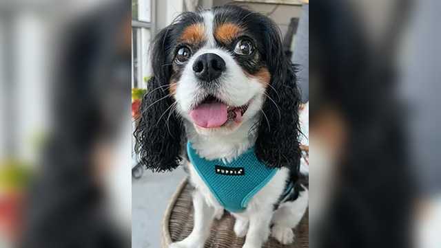 Florida jet skiing dog embarks on journey to help animals