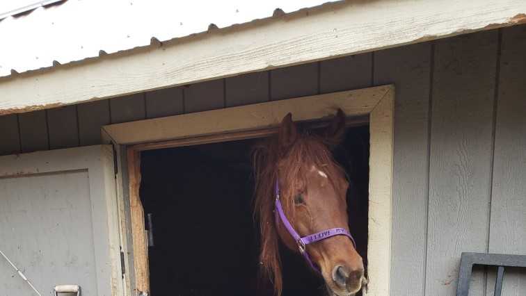 Horses living in piles of manure rescued; woman faces animal cruelty ...
