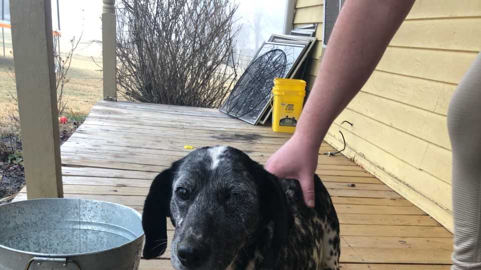 Lost and Found Pets in the WXII 12 Community