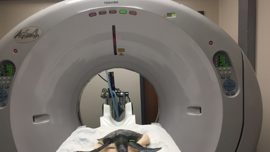 Aquarium discovers a rescued sea turtle with only 1 lung