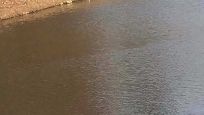 'Orange-colored' gator in SC becoming hot talker on social media