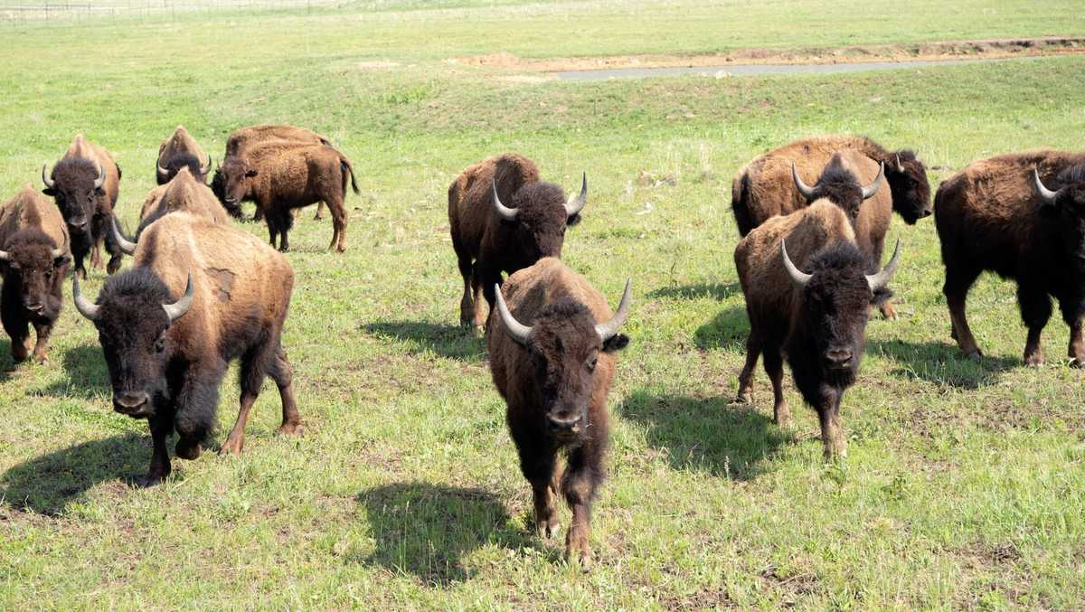 Osage Nation gets bison from Bronx Zoo