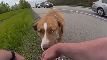 WATCH: Ohio State Highway Patrol trooper rescues dog from Interstate-77