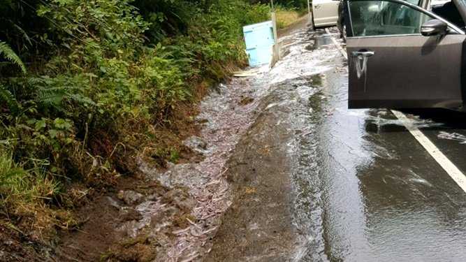 Cars covered in slime, highway covered in eels after crash