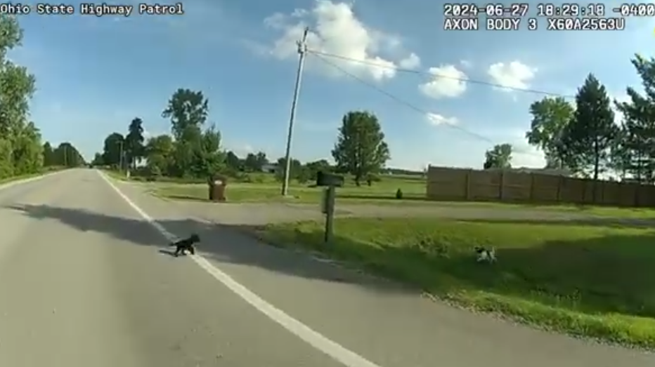 WATCH: Ohio state trooper helps return lost puppies to their home
