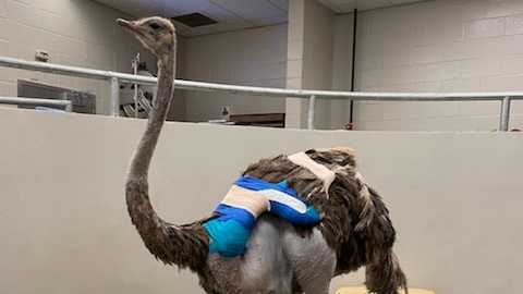 Hattiesburg Zoo ostrich recovering from surgery to fix broken wing
