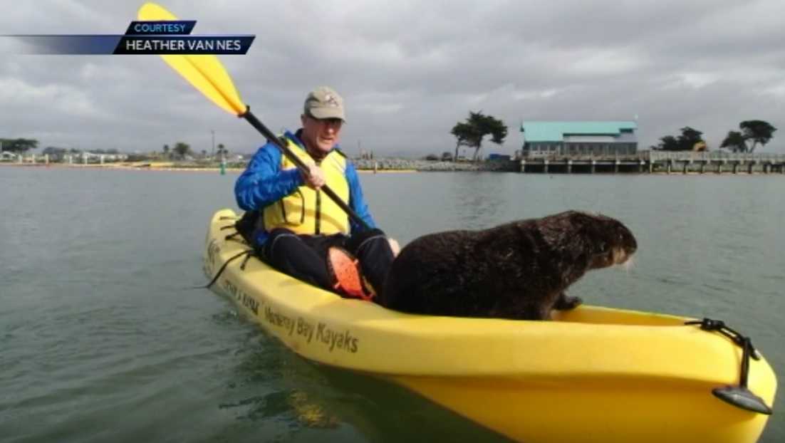 Large sea otter goes for a ride in kayak at Monterey Bay