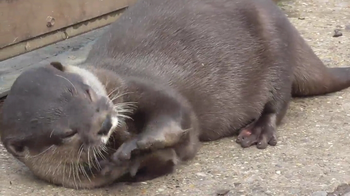This adorable otter will melt your heart!