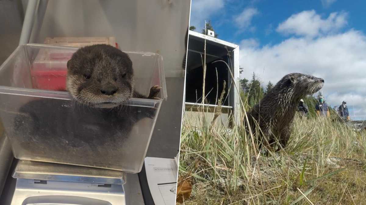 After months of rehabilitation, abandoned otters released back into wild