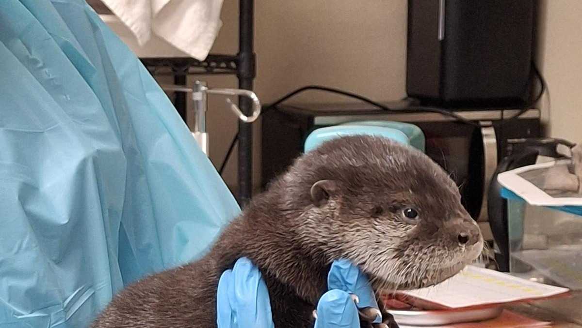 Young otter rescued and rehabilitated in Florida