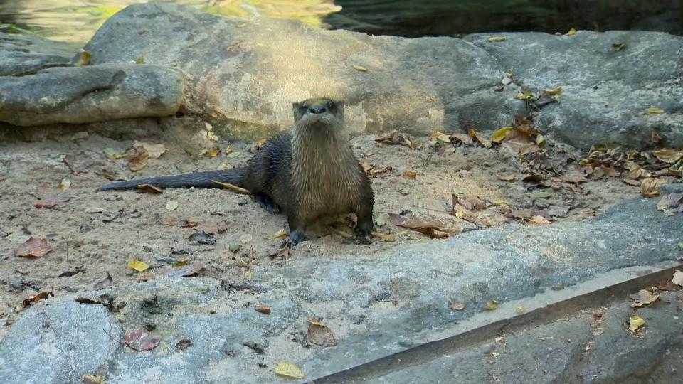 Maryland Zoo offers new feeding experiences at otter exhibit