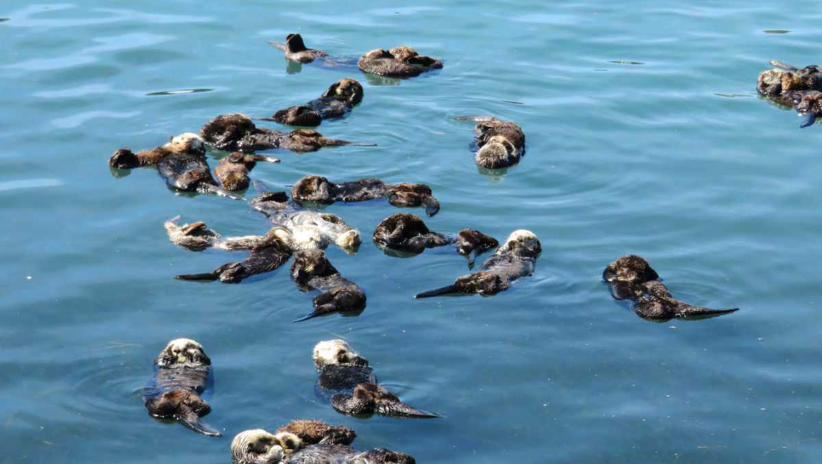 Guess what? It's Sea Otter Awareness Week!