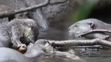 Seven otter cubs born at Prague zoo