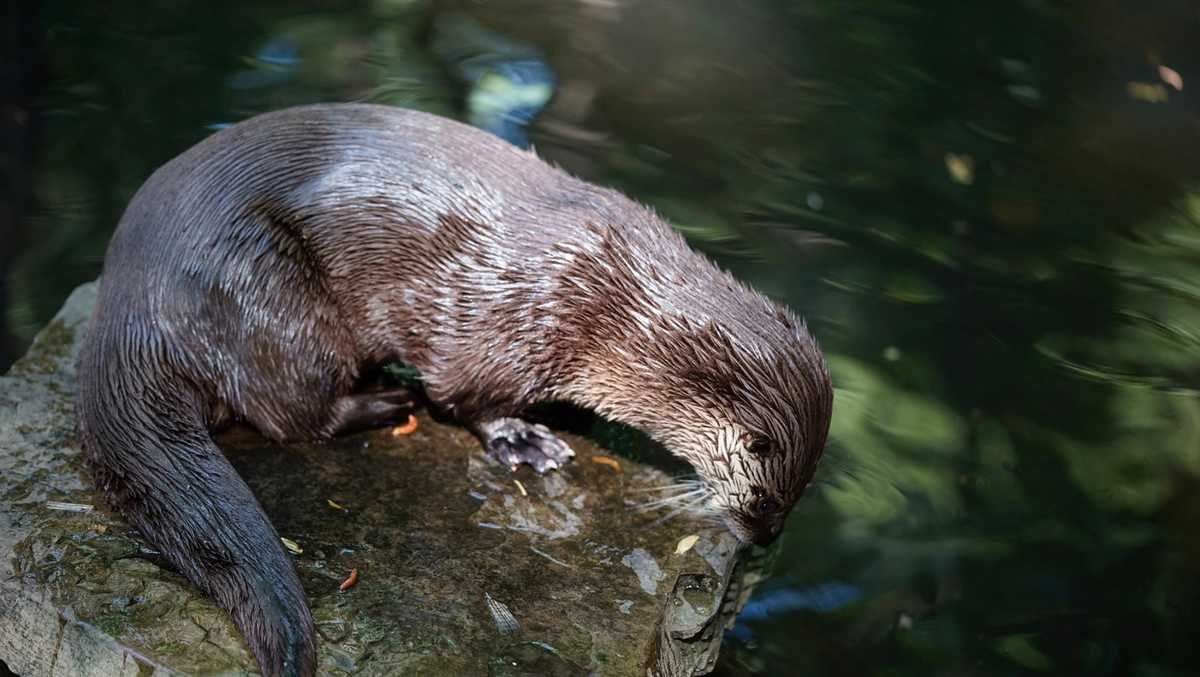Otter dies after food thrown into enclosed area at Tennessee nature ...
