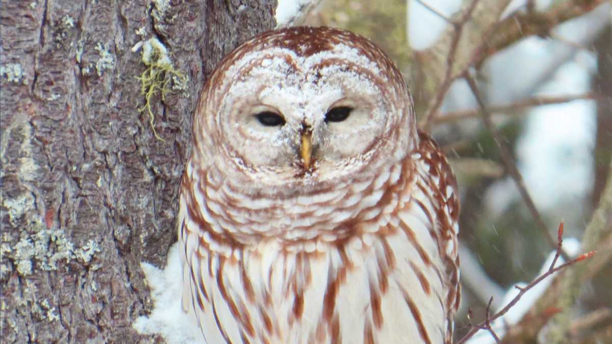 North Carolina: Owl tests positive for bird flu in Cary