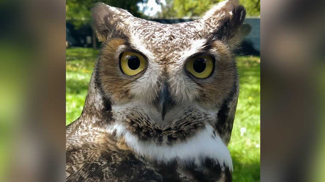 Owl meets his neighbors at Sacramento Zoo