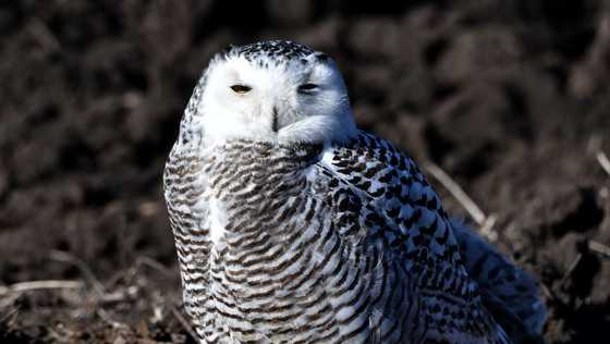Female white snowy owl spotted around New Glarus has died