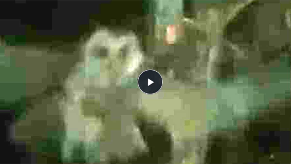 Owl crashes into window in Merrimack, New Hampshire