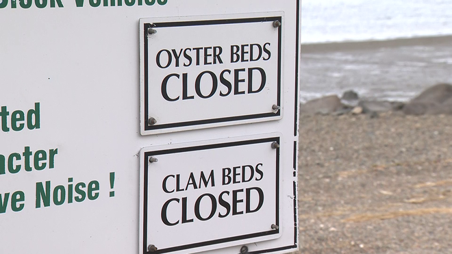 Lingering red tide algae blooms keep Mass. clam flats closed