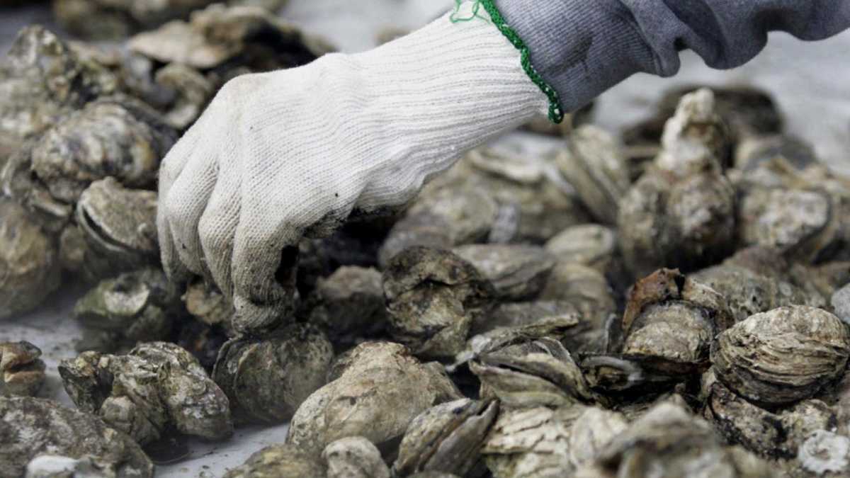 Alabama closes shellfish growing waters in Baldwin County