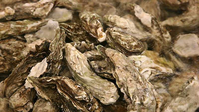 Discarded oyster shells used to build new reefs, protect coast