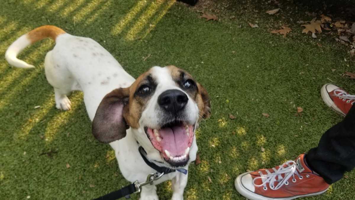 Meet the Nebraska Humane Society's pet of the week