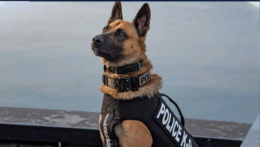 K-9s learn their final lessons and graduate