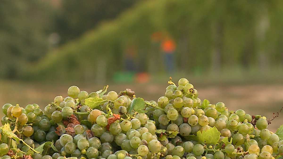 Drought and hot weather produce sweet harvest for local vineyard