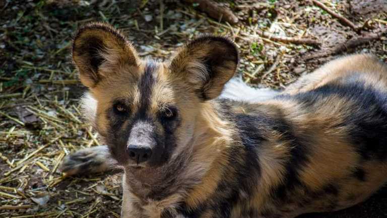 ABQ BioPark announces death of African Painted dog