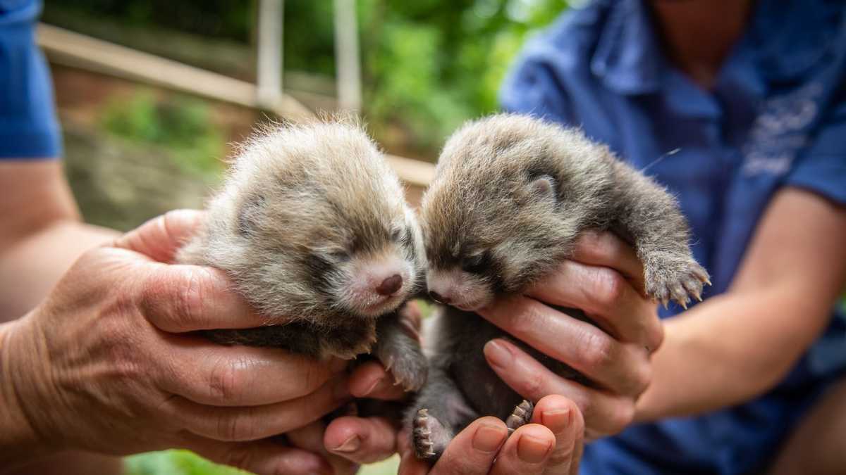 Baby boom! Ohio zoo welcomes baby red pandas, giraffe, sea lion and more