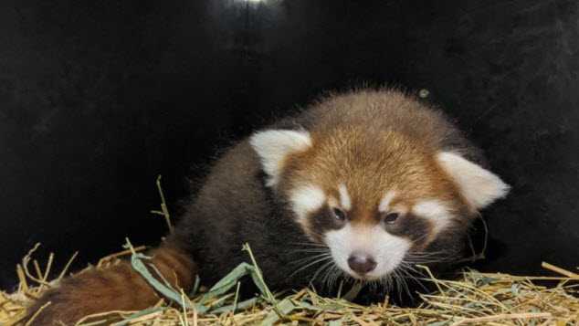 It's a boy: Cincinnati Zoo shares picture of newest red panda cub