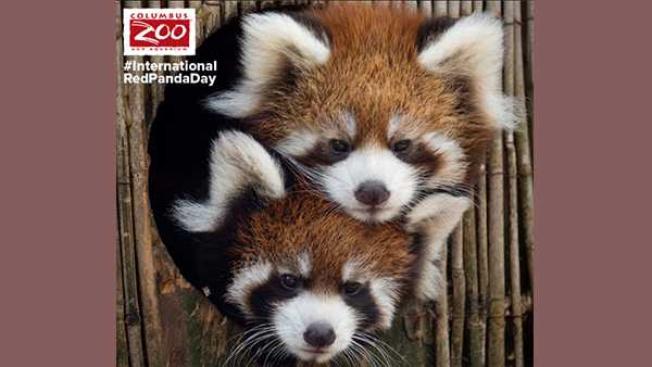 Ohio zoo announces names of red panda cub twins